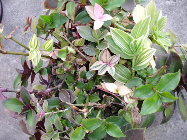 4 Indoor House Plants That Won't Die | The Naturally Clean Co